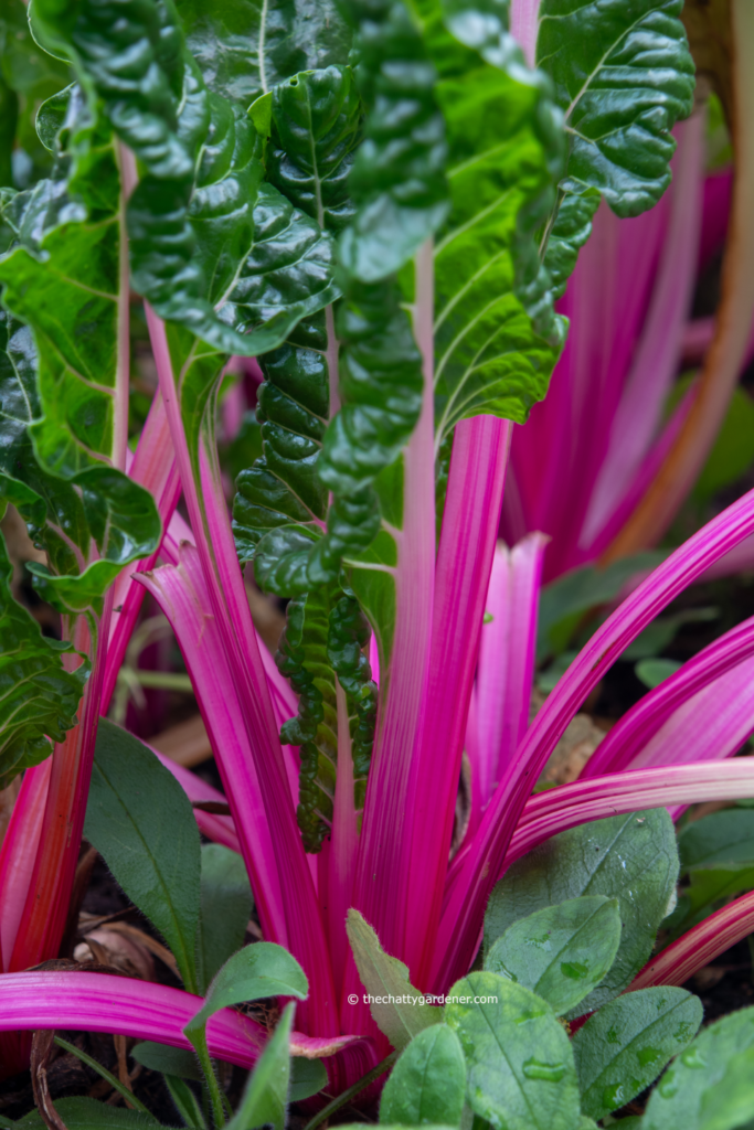 Vegetable Gardening Trials 2020 - The Chatty Gardener